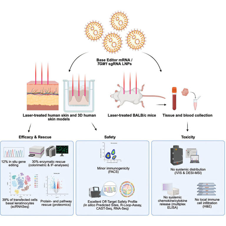 Scientists develop first gene-editing treatment for skin conditions