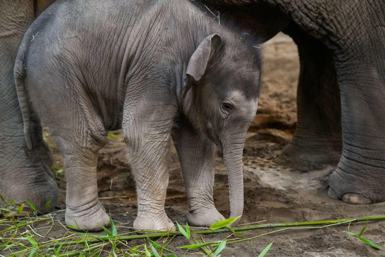Celebrate Tula-Tu’s first birthday with an elephant-sized Oregon Zoo bash