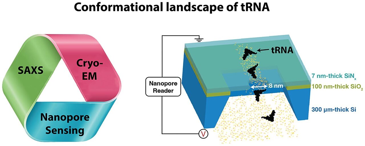 Scientists develop technique to identify malfunctions in our genetic code