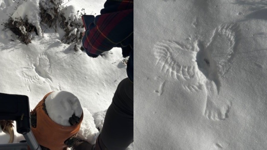 Bird leaves a snow angel after winter storm in Indiana