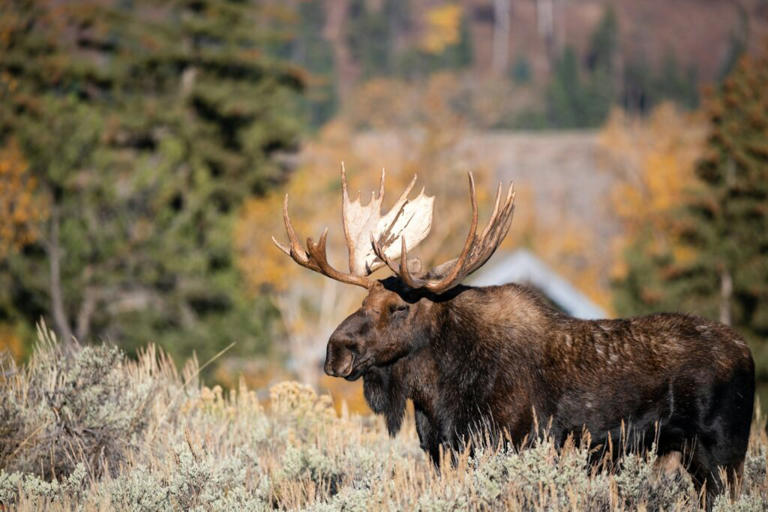 Cameras catch moose where no one expected to see one, providing ...