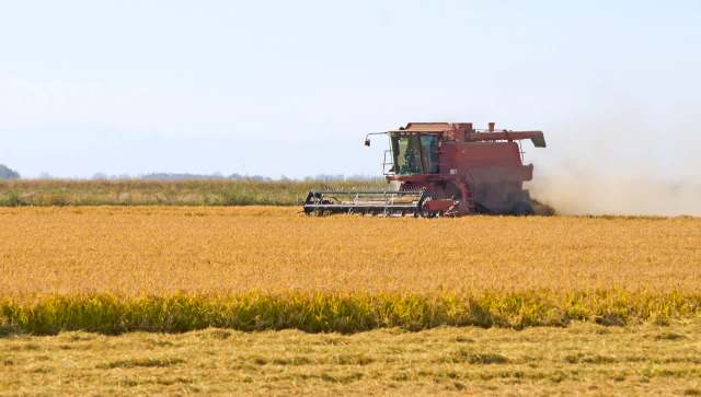 Farmers consider leaving staple crops to rot following unexpected ...