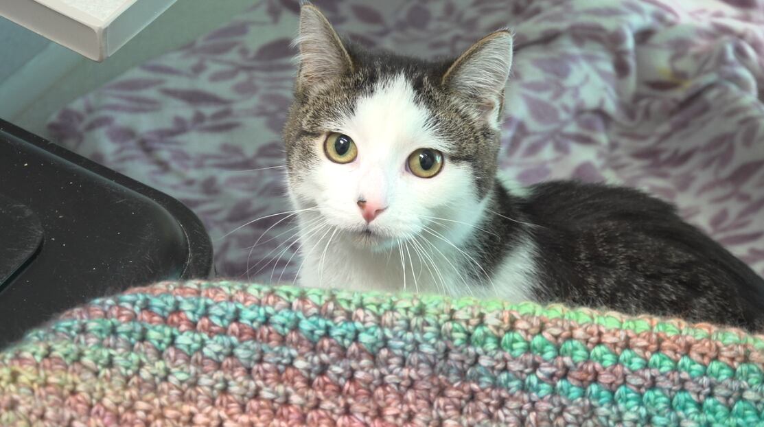 Iowa City animal shelter sees increase in pet welfare check calls amid ...