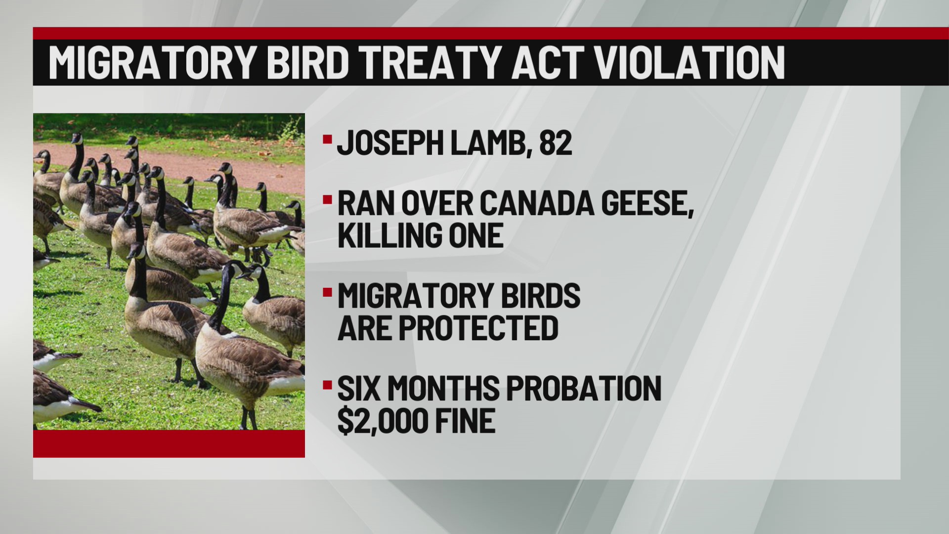 Ankeny man sentenced for deliberately running over Canada geese