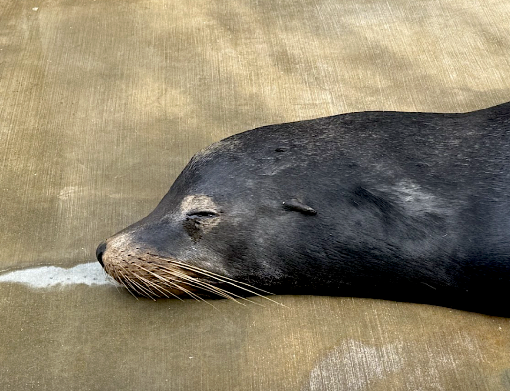 Sea lion survives two gunshot wounds to the head in California