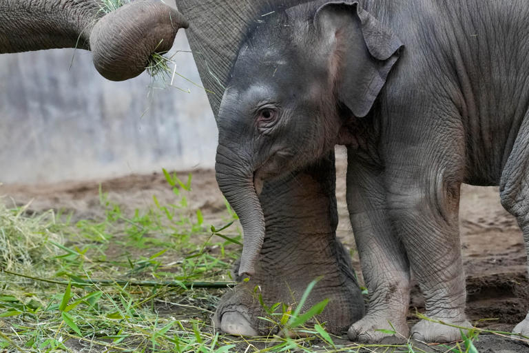 Celebrate Tula-Tu’s first birthday with an elephant-sized Oregon Zoo bash
