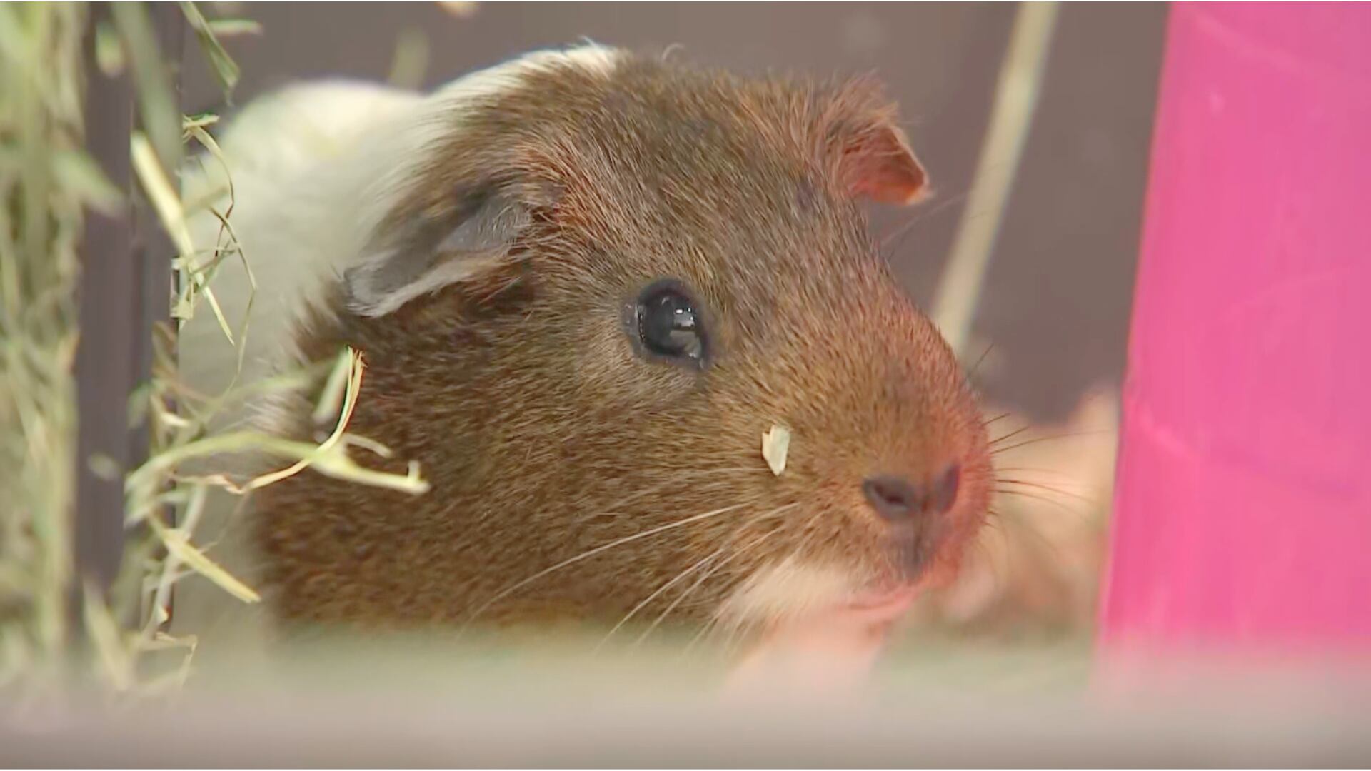 The sub-freezing temperatures could cause some pets to fall into ...