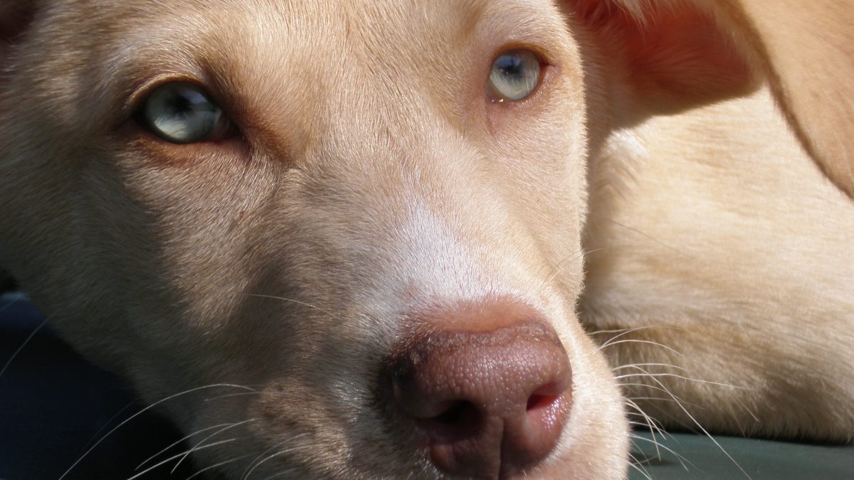 Chi sono i labrador “dudley” e perché il loro mantello è così particolare