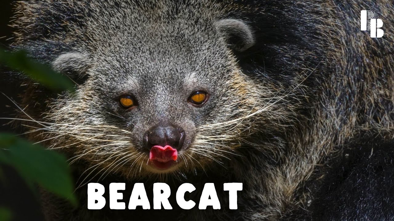 The bizarre beast that smells like popcorn