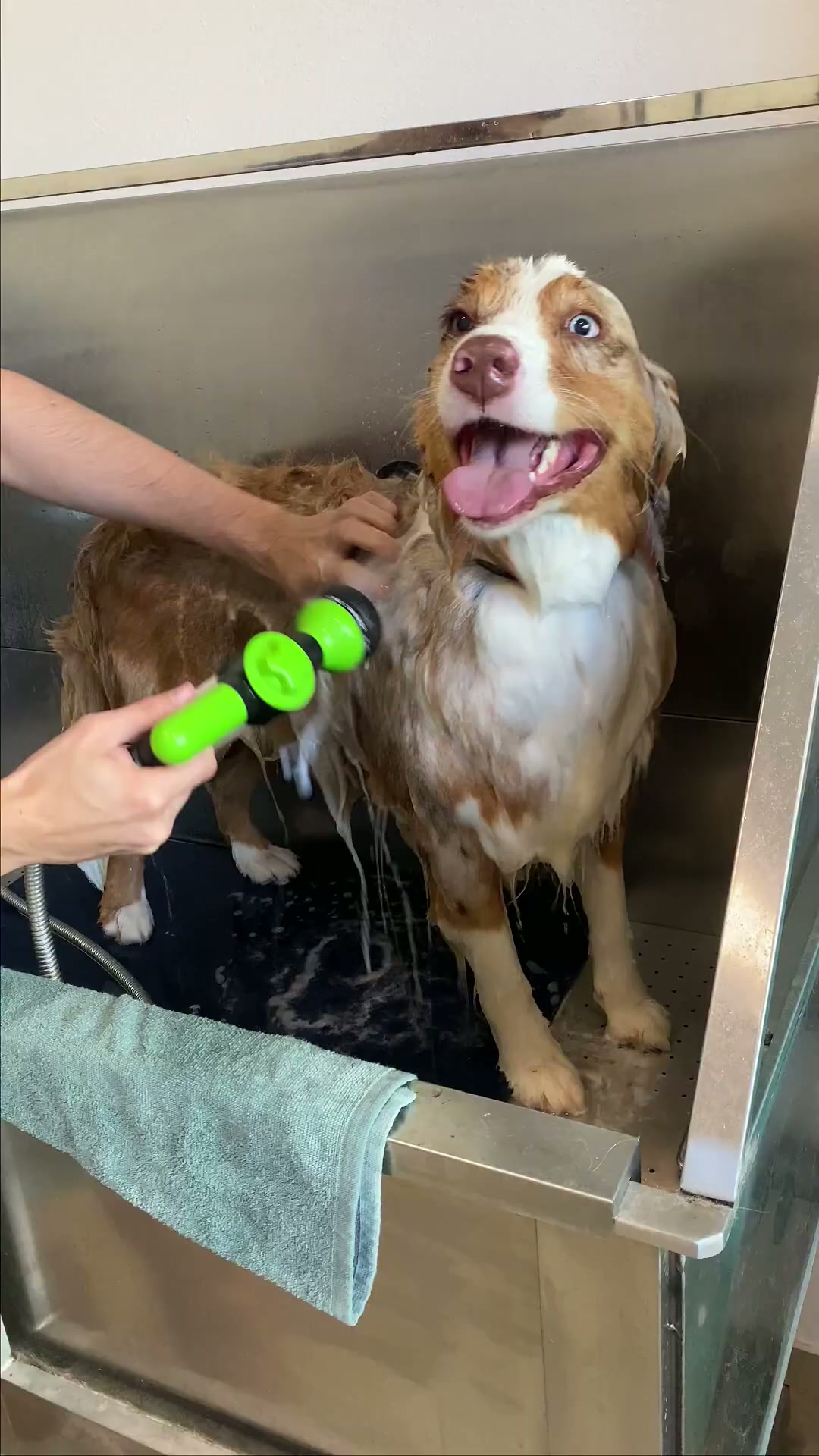 Red merle Australian shepherd grooming!
