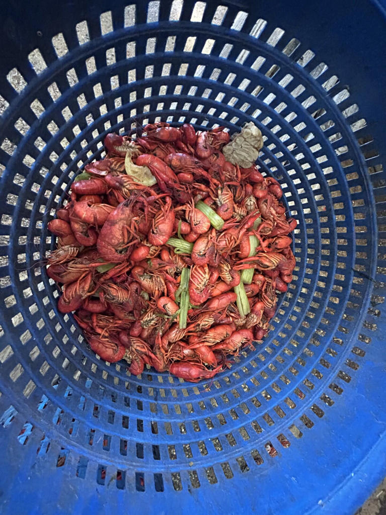 How will recent cold weather affect crawfish crop?
