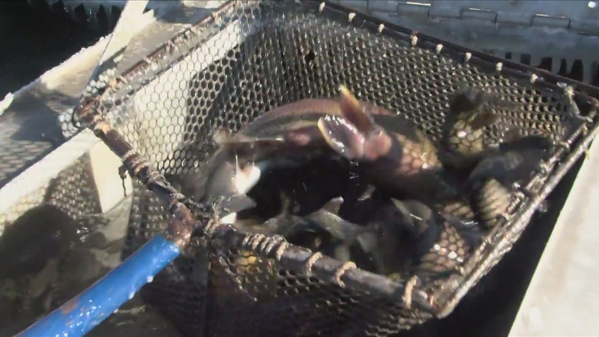 Bacon Creek Park trout stocking