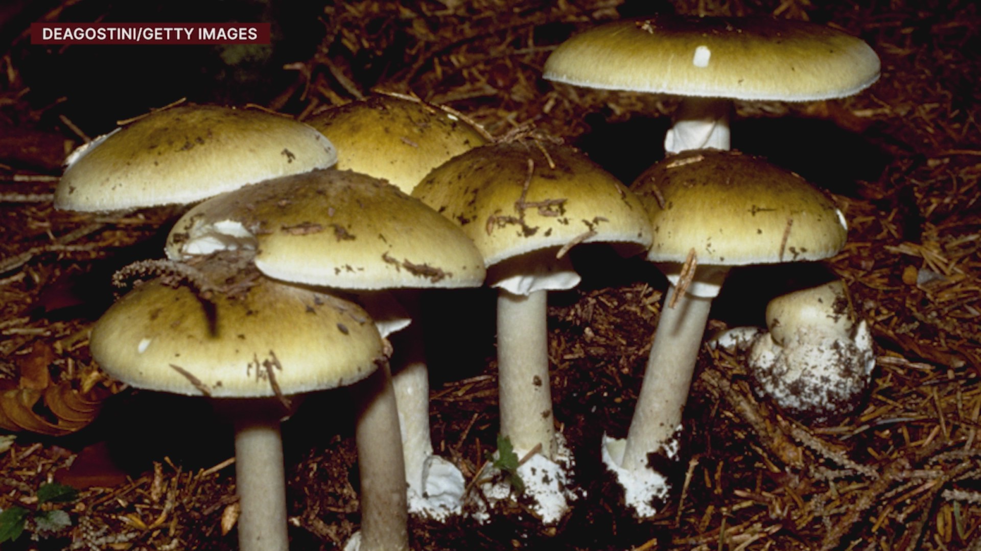 Contra Costa County resident dies from toxic wild mushrooms