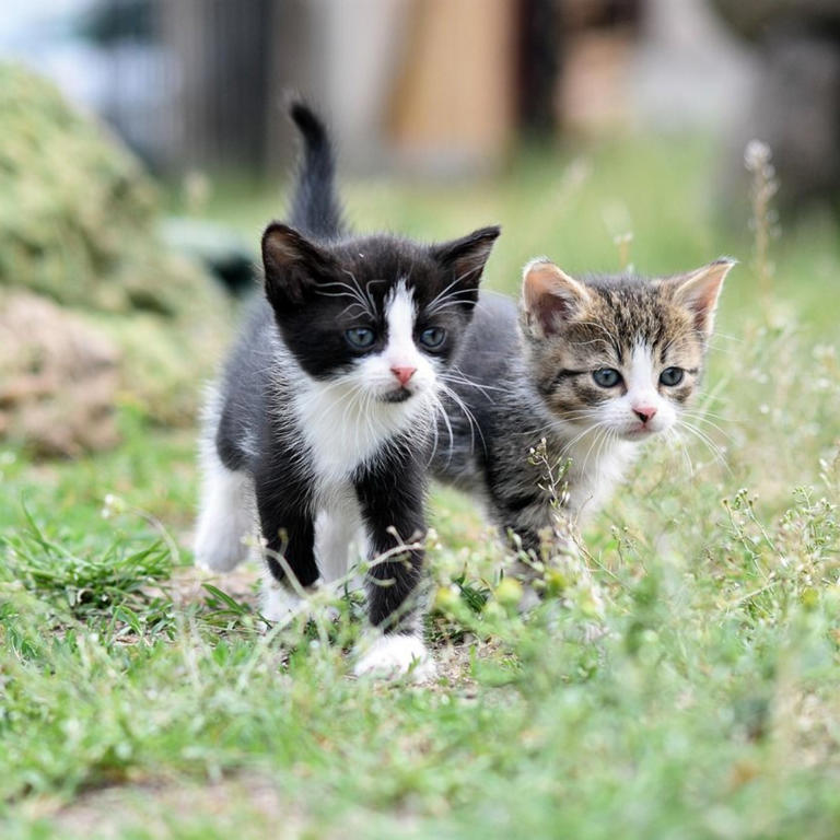 Why young millennials are choosing cats over dogs as their ideal companions