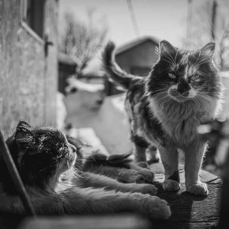 Why young millennials are choosing cats over dogs as their ideal companions