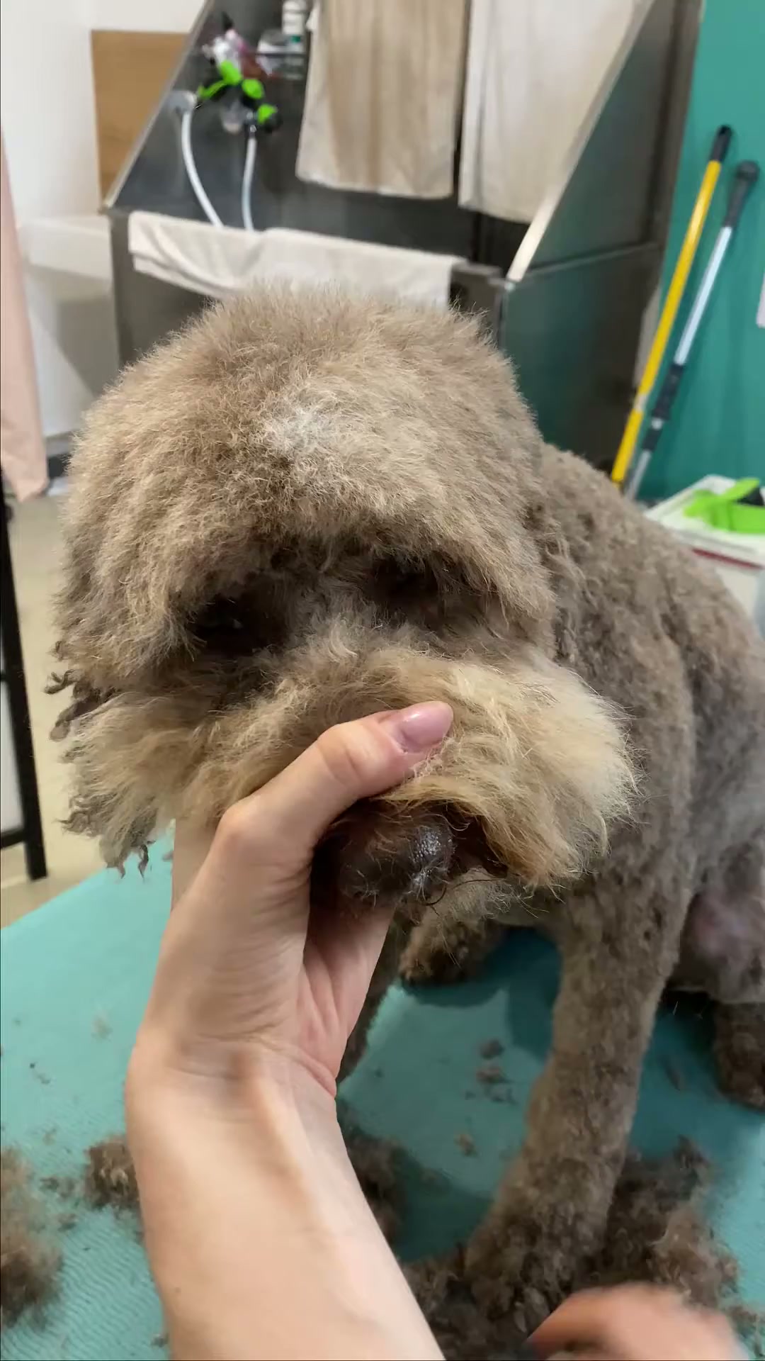 How to groom curly dog head | Lagotto Romagnolo (vertical video)