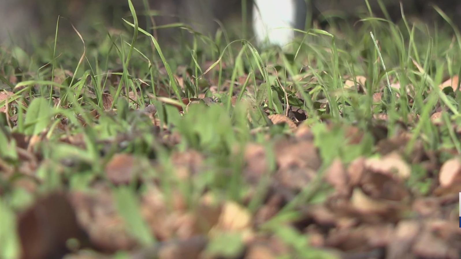 'Freeze cured grasses' could spark wildfires; AFD urges caution as ice ...