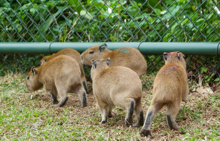 Audubon Zoo welcomes five new baby Capybara