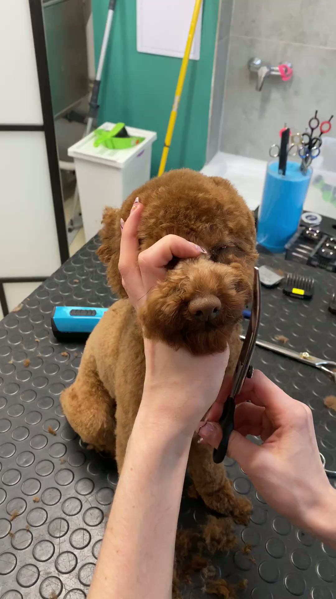 Toy poodle grooming!