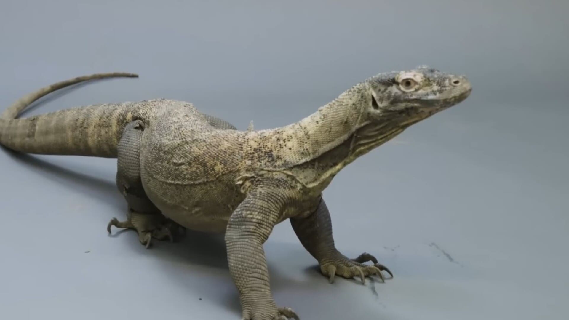 The power of the Komodo dragon