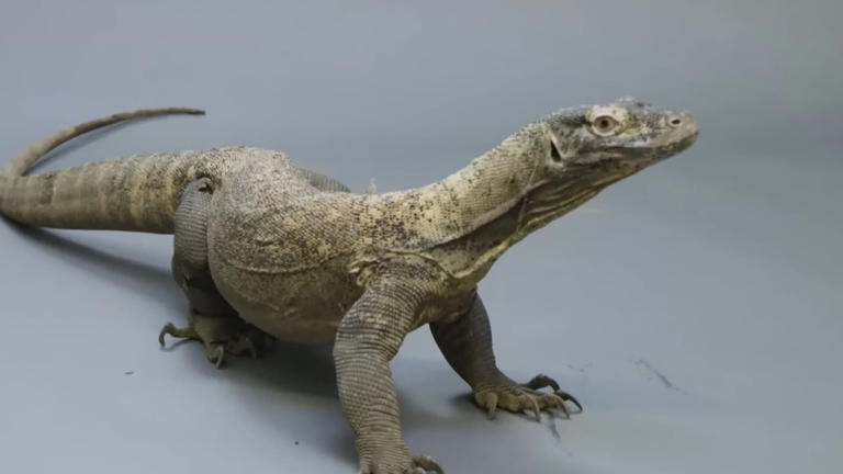 The power of the Komodo dragon