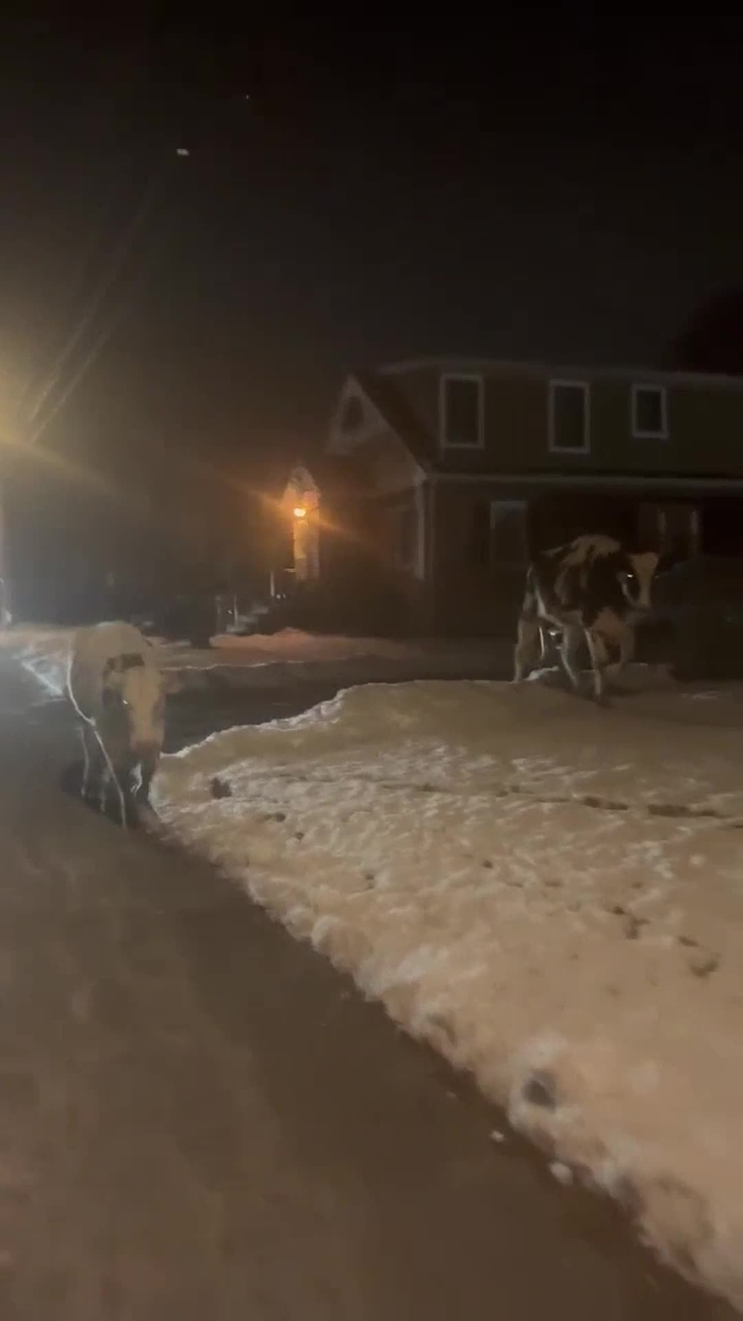 Moo-ve along: Mass. police officer guides cows on the loose on local street