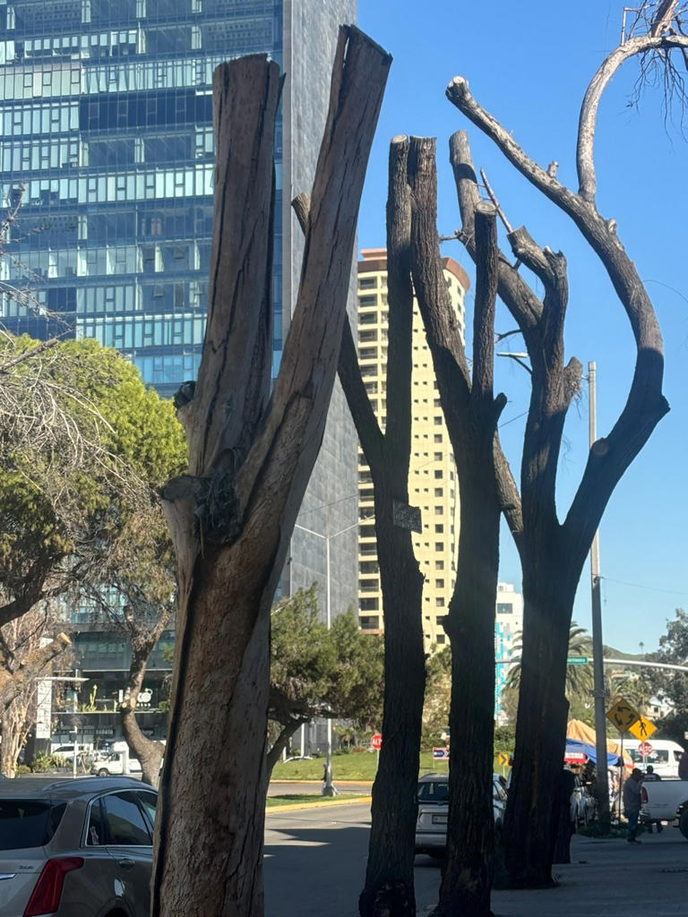 Poda y retiro de árboles se realizó hace seis meses en zona Río de Tijuana
