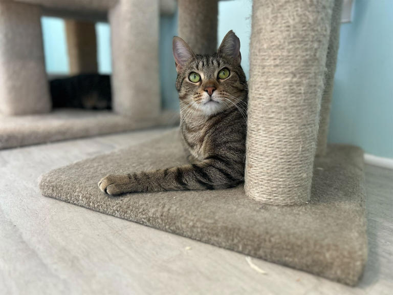 Butternut is playful, curious and ready to shine: Huntington adoptable ...