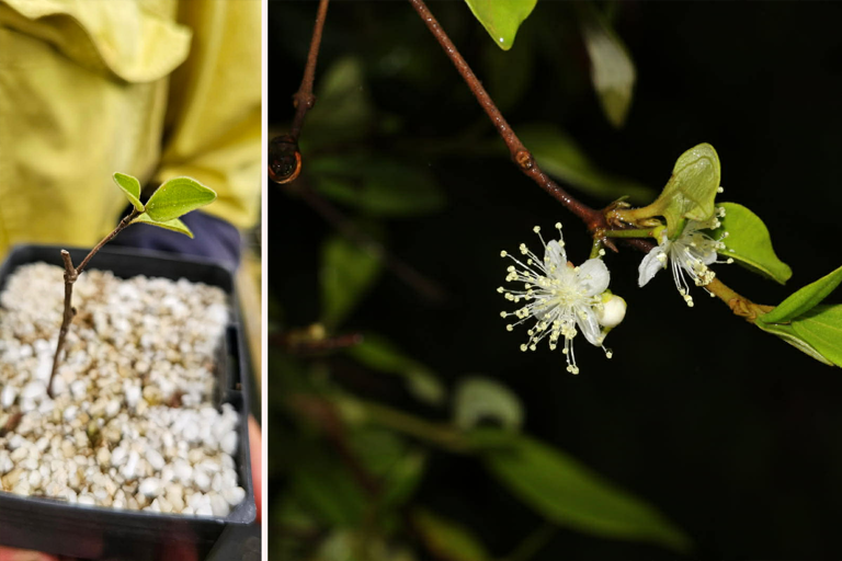Huge milestone in race to save rare tree 'hammered' by invasive pest ...
