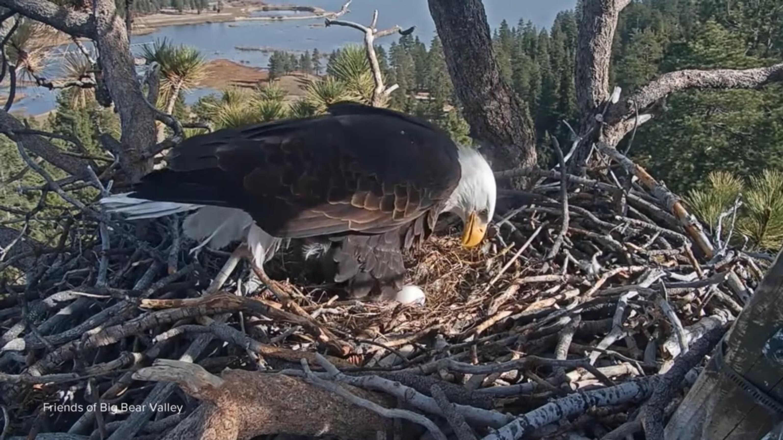 Bald eagles Jackie and Shadow of Big Bear Valley welcome first eggs of 2026