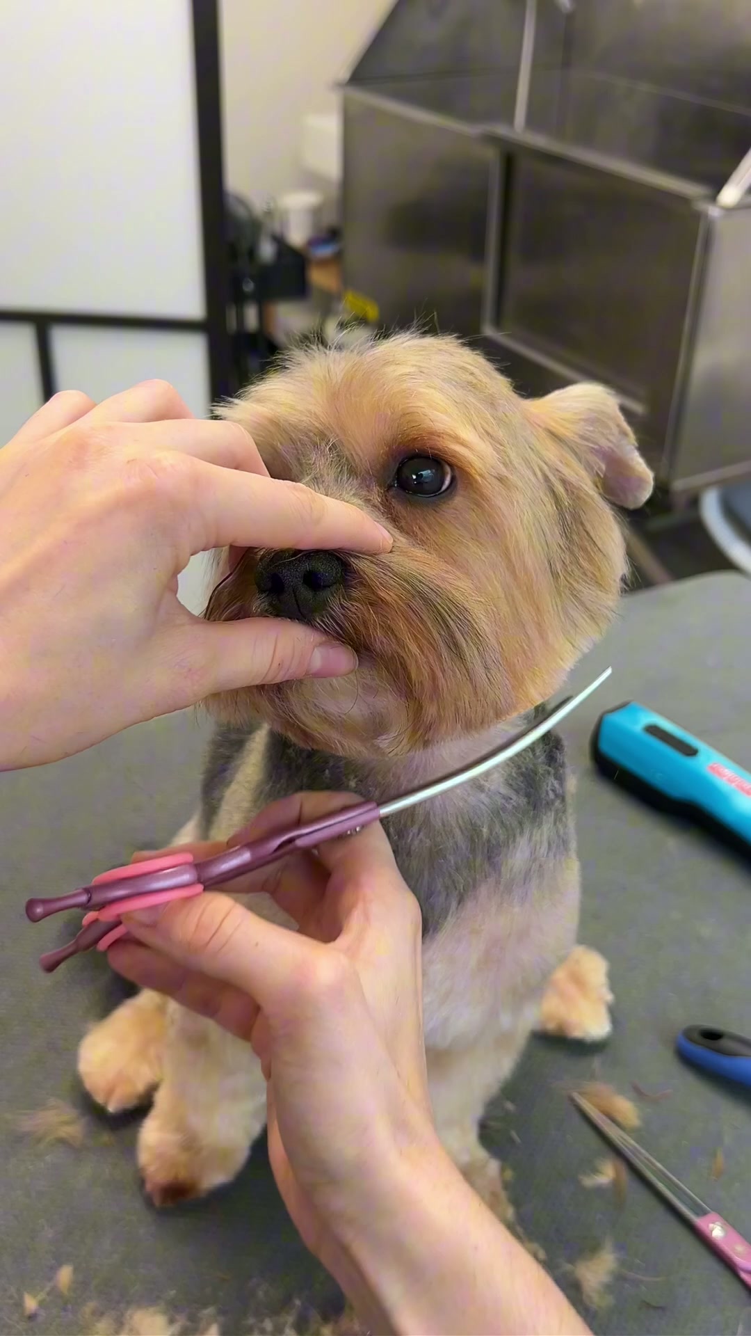 This is how I groom a Yorkie