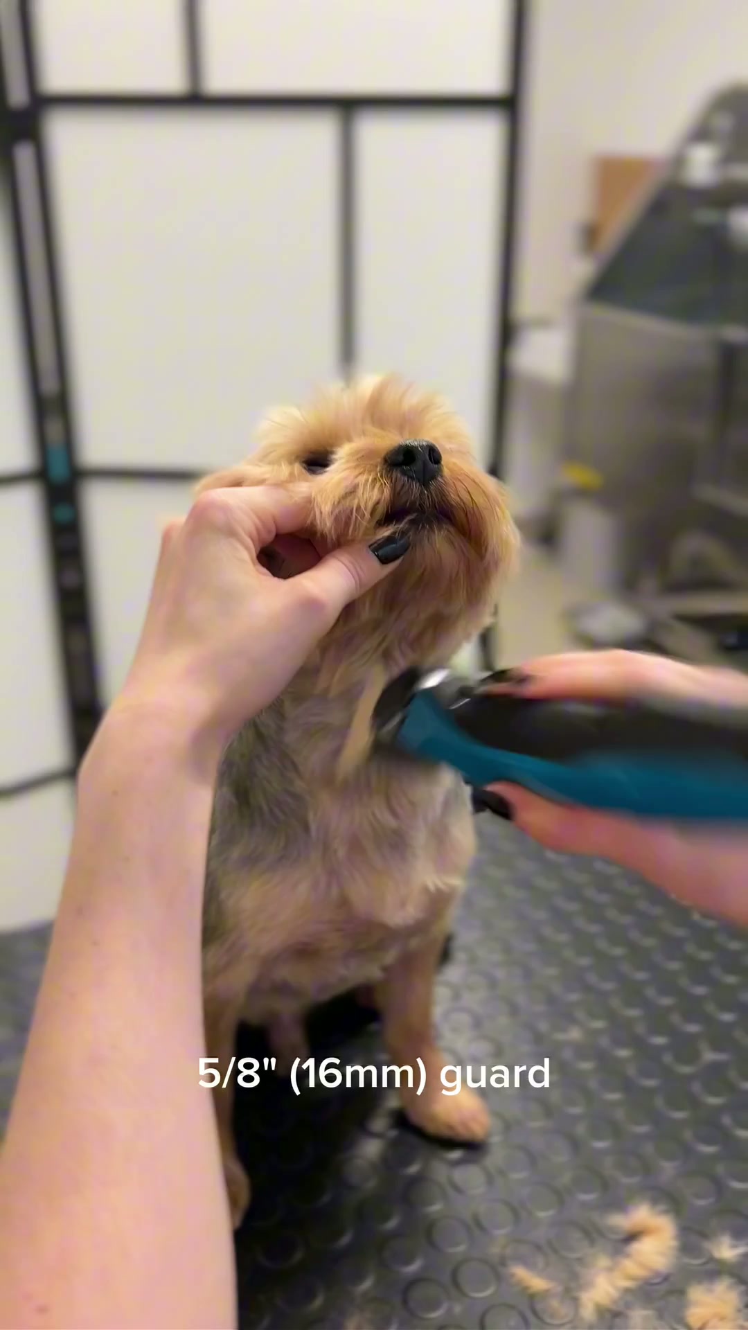 Grooming a Yorkie head with tipped ears