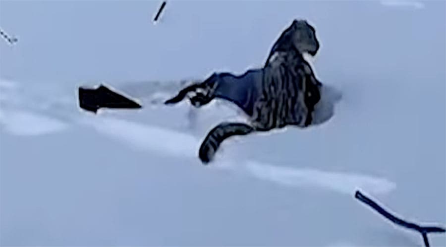 You have to see this! Skier mauled by snow leopard after trying to get ...