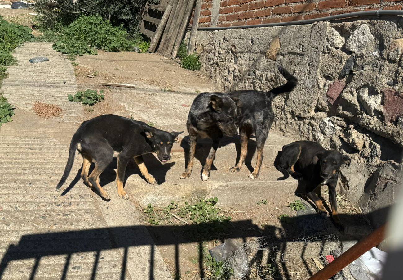 Rescata FGE a tres perros abandonados en un predio de Tecate