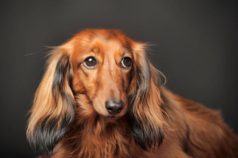 Slow-motion dachshund 'fight' is way more dramatic than it should be