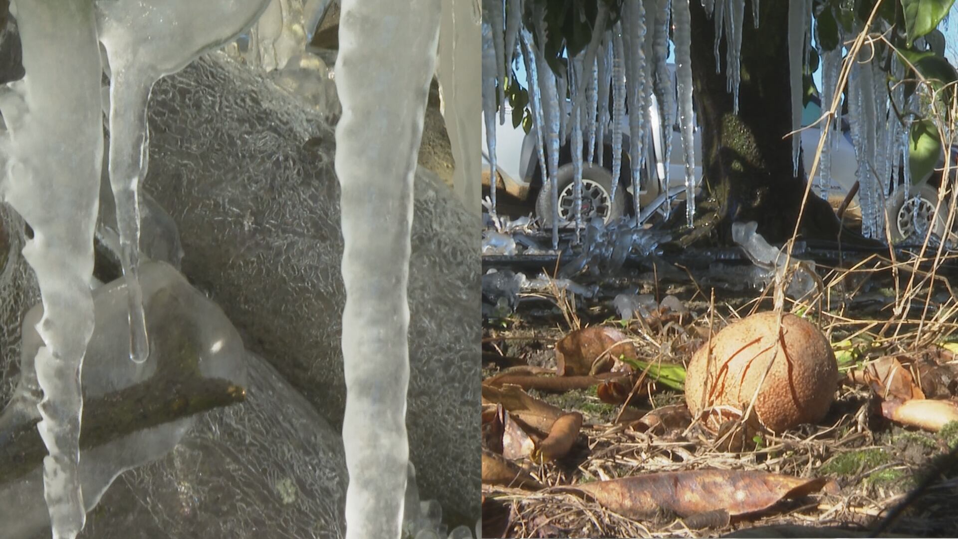 Fourth-generation farmers defend citrus crops from frosty temperatures