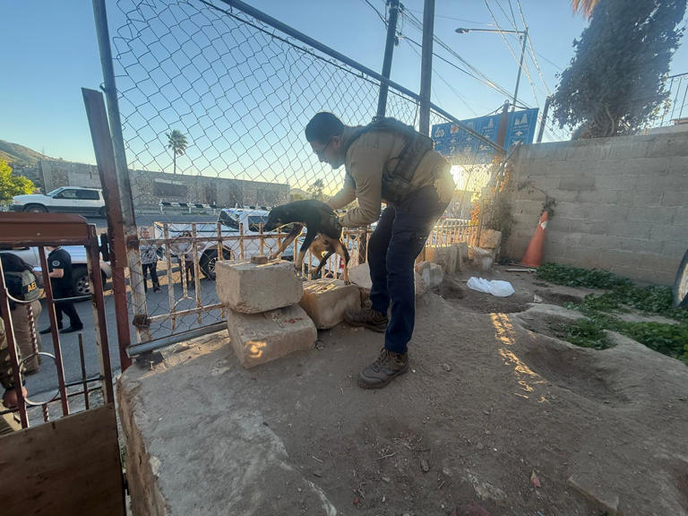 Rescata FGE a tres perros abandonados en un predio de Tecate