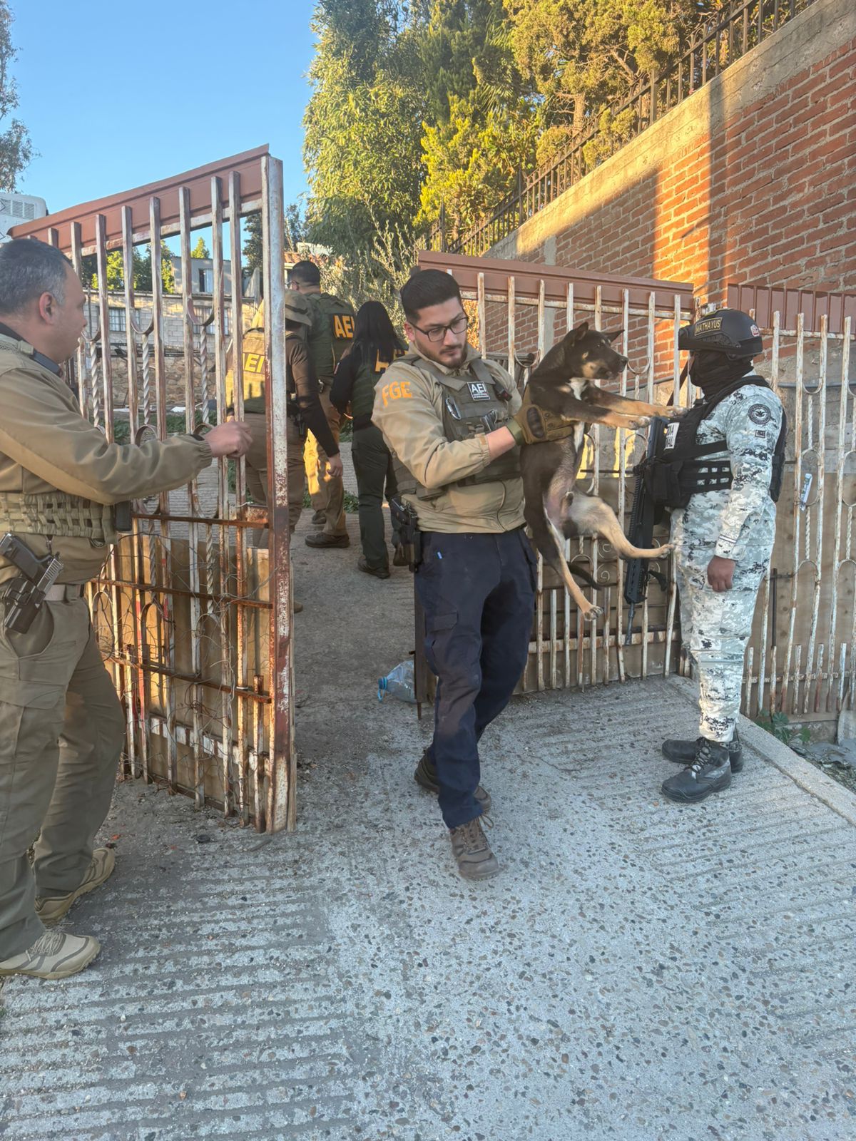 Rescata FGE a tres perros abandonados en un predio de Tecate