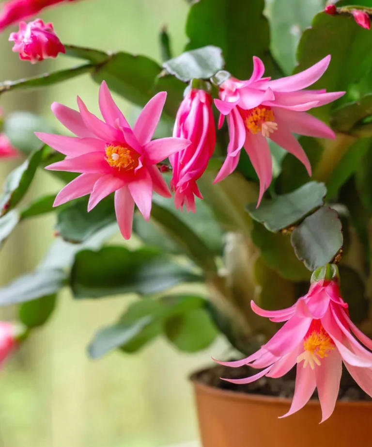 Making this 1 mistake in January can sabotage your holiday cactus display