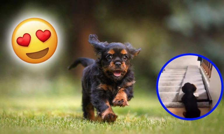 La tierna estrategia de un perrito para bajar las escaleras conquista ...