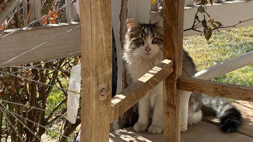 Animal hospital claims feral cat population growing, hundreds reported ...