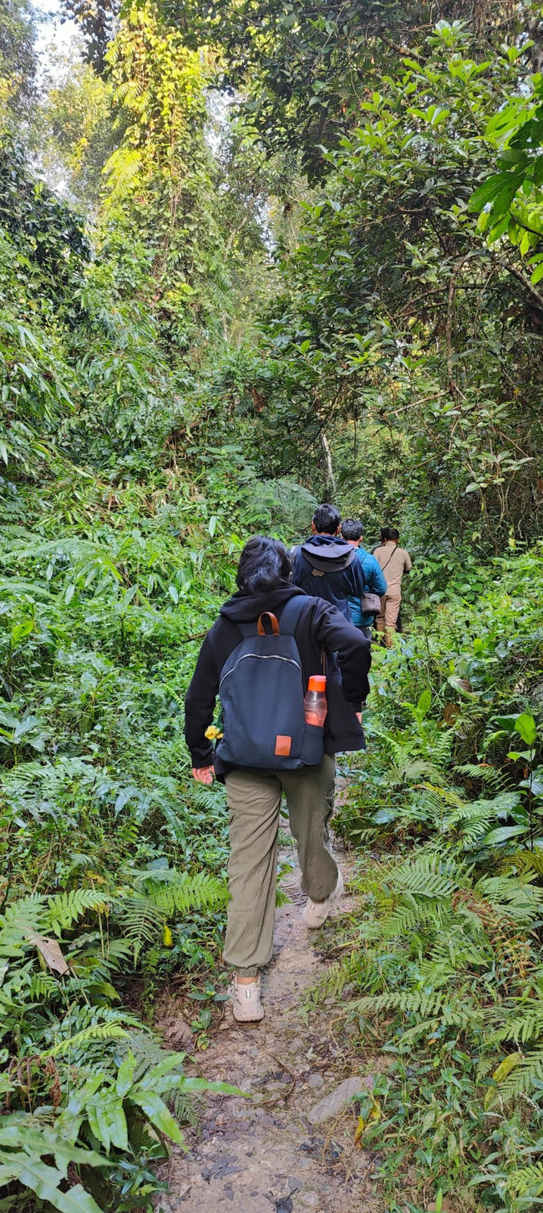 Northeast hoolock gibbons are facing extinction. The lesser apes are ...