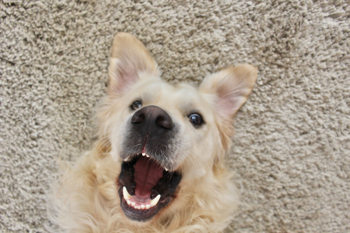 Goldendoodle edited like a horror movie trailer is accidentally terrifying