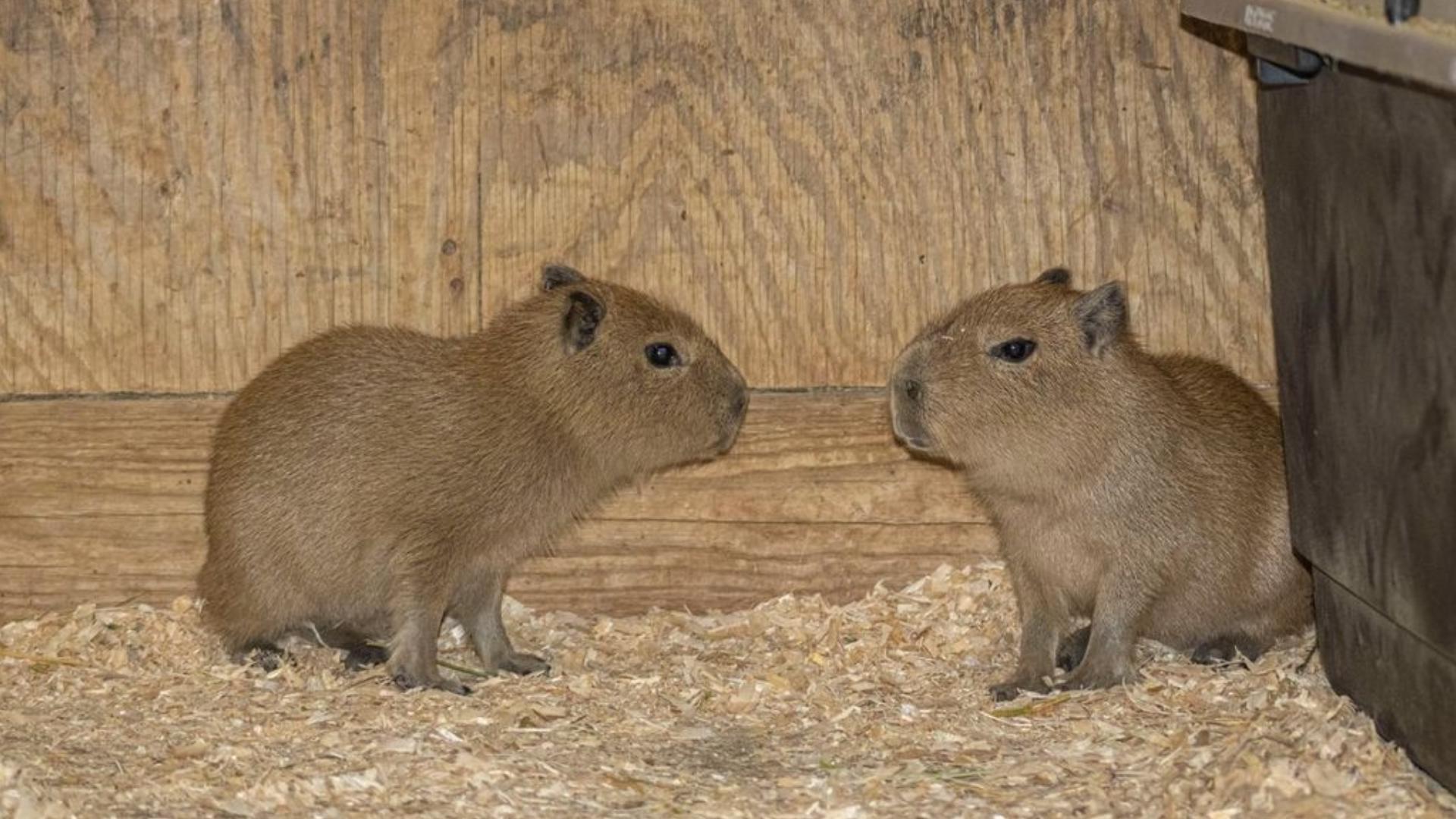 2 capybara pups born in Port Clinton wildlife park