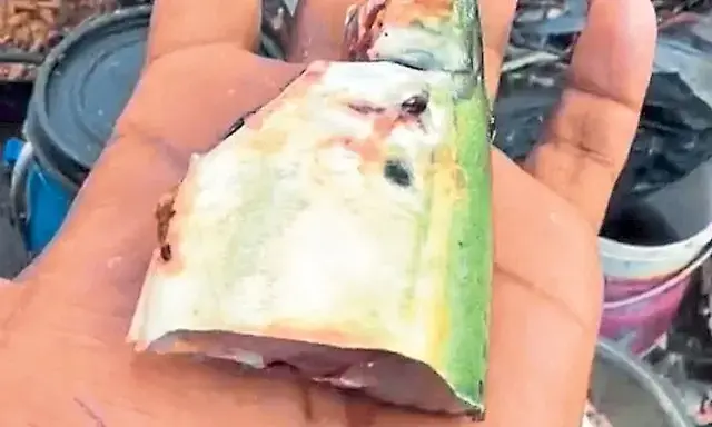 Malpe: Mackerel fish twitches even after being cut