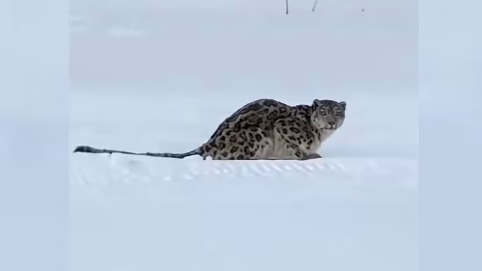 Snow leopard attack on skier in Xinjiang highlights wildlife photo risks