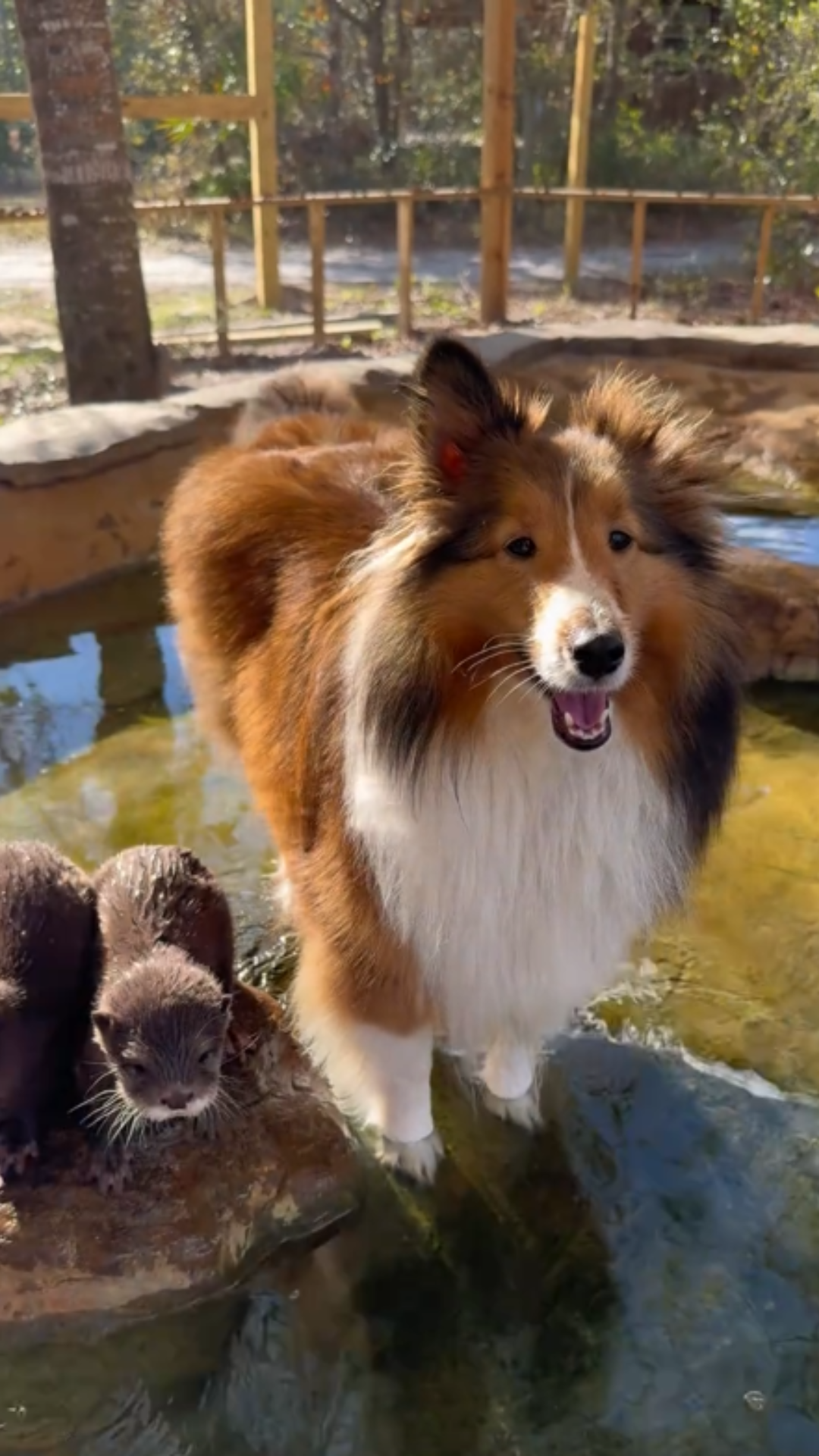 This farm animal’s sweet nature has everyone smiling