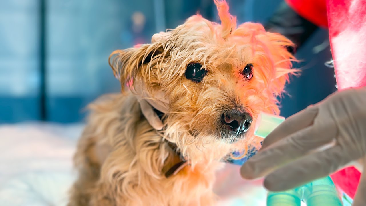 The emotional fight to save Duncan, a senior dog with a weak heart