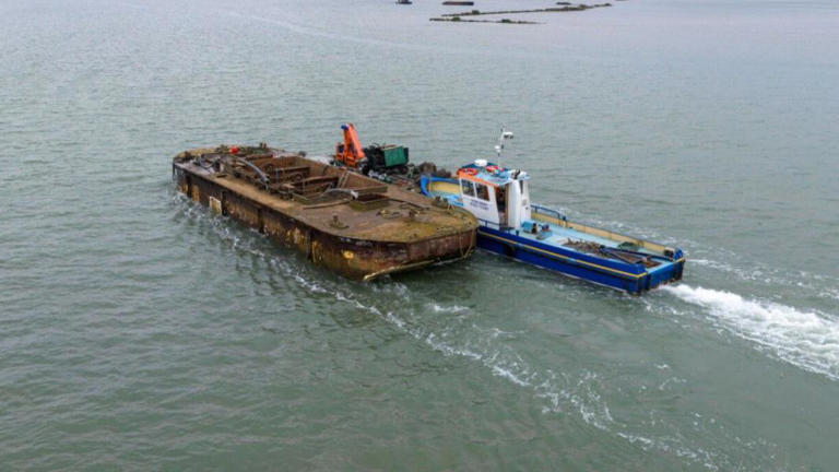 Sunken Thames barges create new island for birds