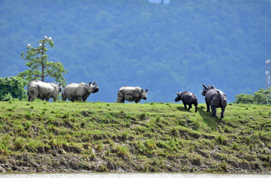 Rhinos once roamed Western Ghats, 3500-year-old bone fragments reveal
